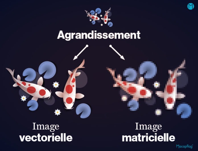 Qu'est-ce qu'une image vectorielle ? Image vectorisée et matricielle