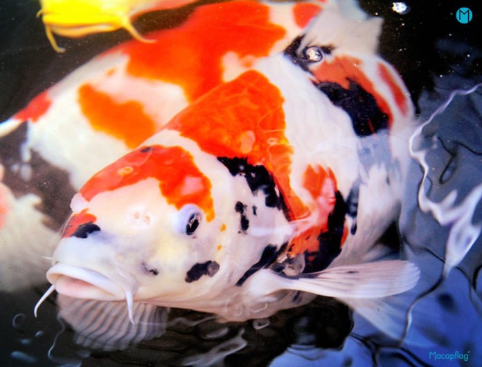 Qu'est-ce qu'une image vectorielle ? Image vectorisée et image matricielle